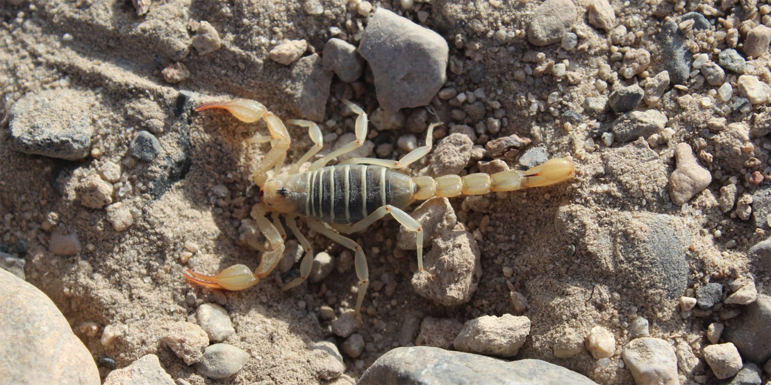 Scorpion Control in Phoenix | 520 Termite & Pest Control
