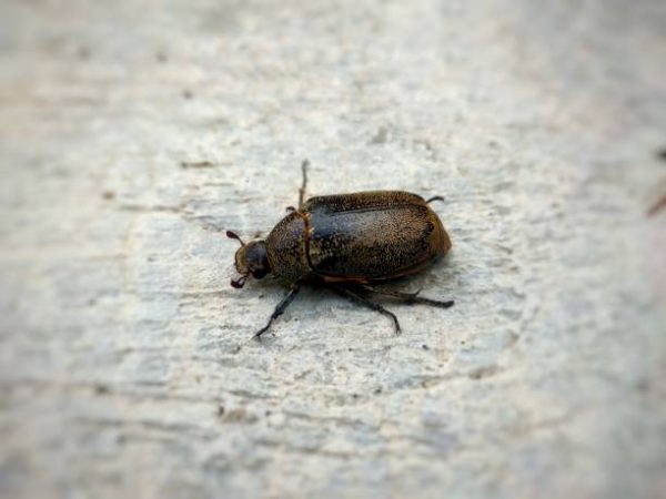 Tiny Black Beetles in My House: What Are They?